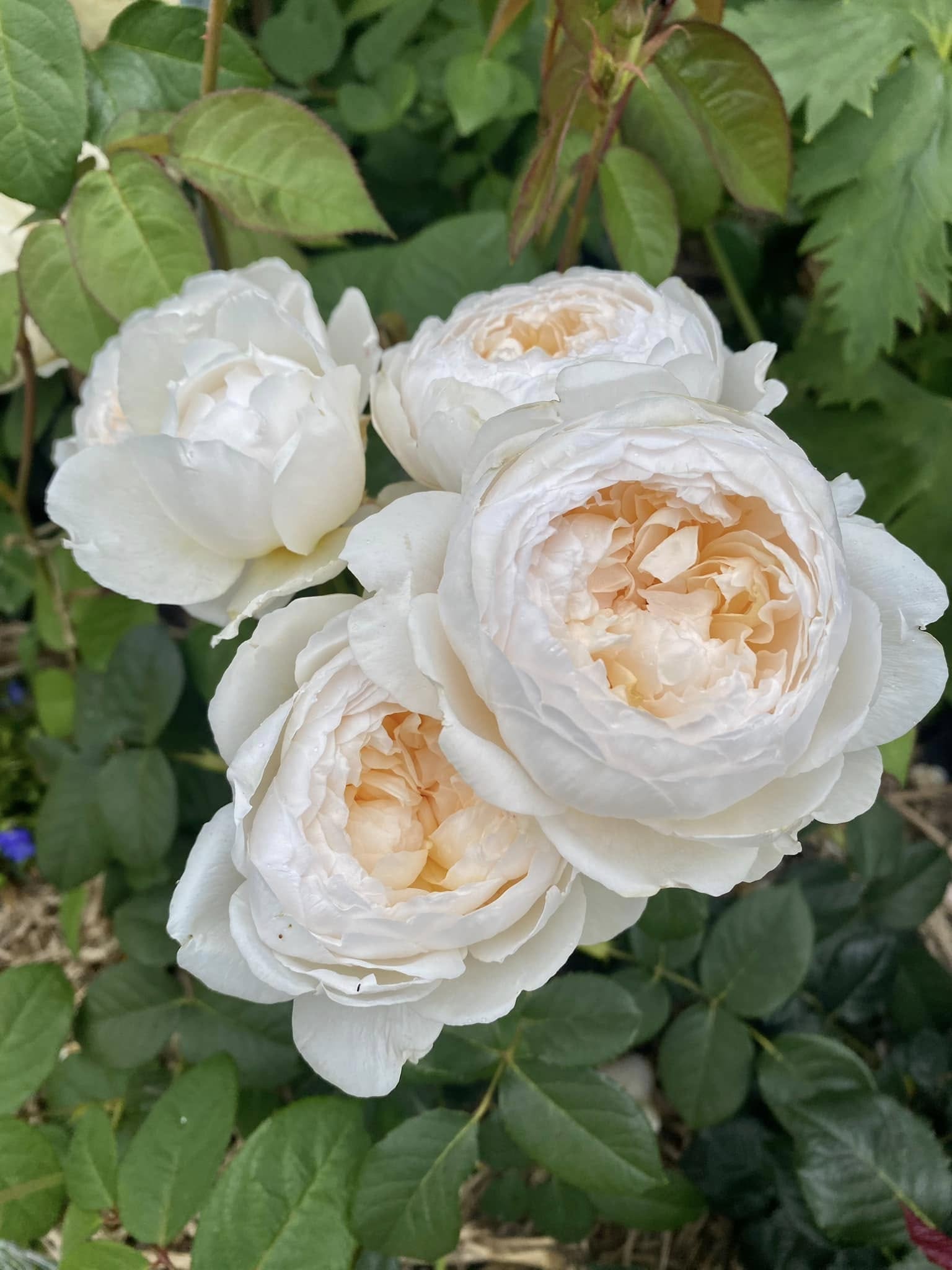 Windermere Rose Bush By David Austin® - 3 Gallon | My Rose Shop