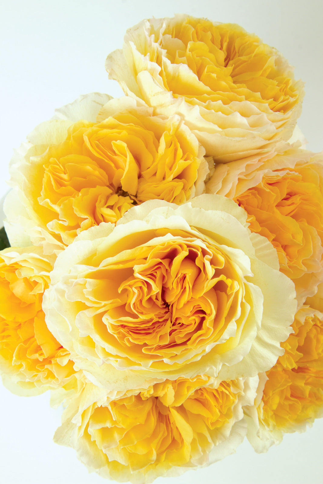 Beatrice™ David Austin® Rose Bouquet | My Rose Shop